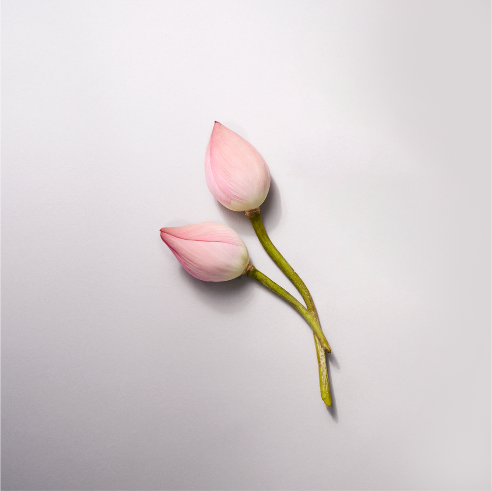Lotus – Nature4Nature
